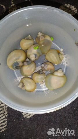 Аквариумная улитка." Ампулярия"