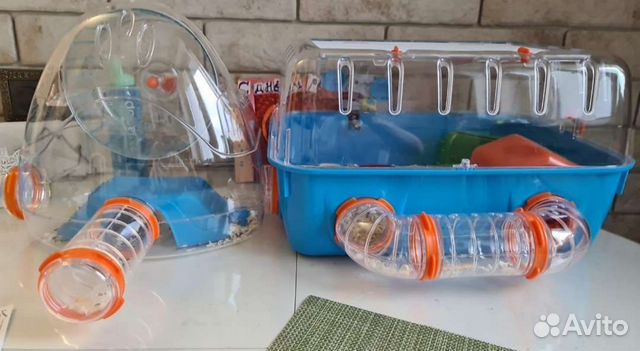 Отдам хомяка бесплатно