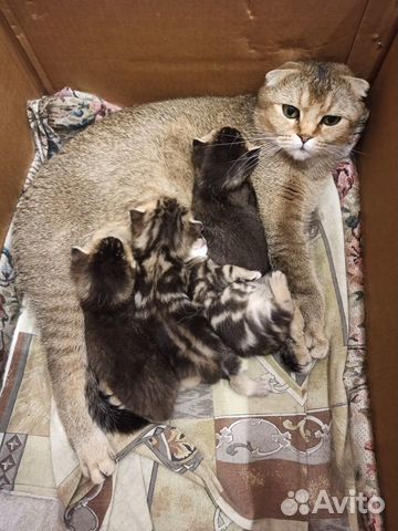 Шотландские котята