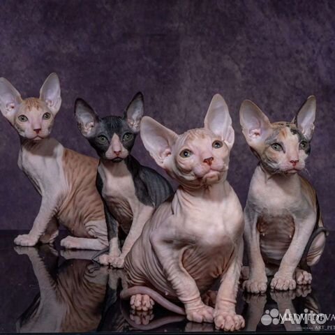 Донской сфинкс