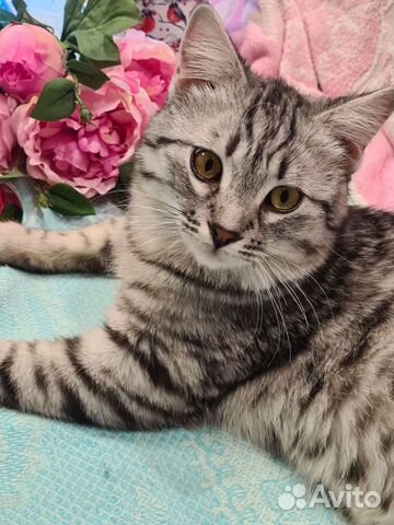 Британская кошка бесплатно