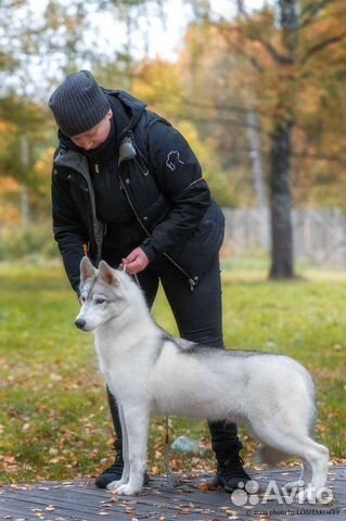 Сибирский хаски