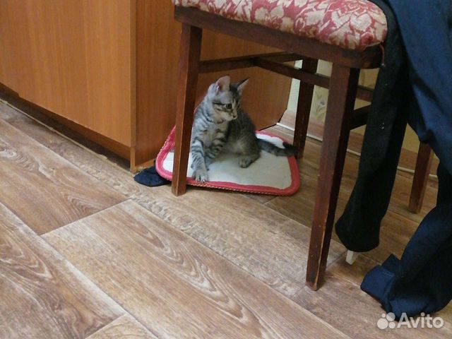 Катенак 2 месяца смесь и майкунам