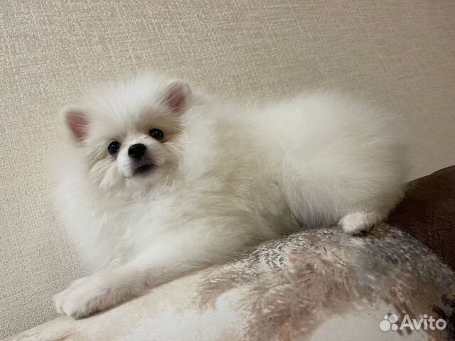 Померанский шпиц