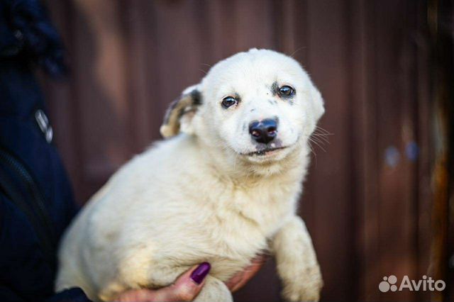 Собака в добрые руки