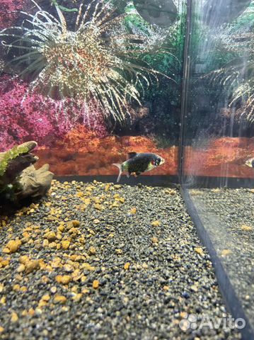 Барбусы мшистые