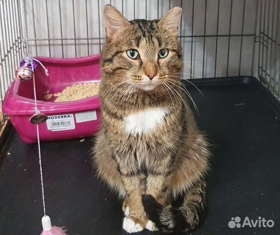 Полосатый котик - символ года. Подобранец