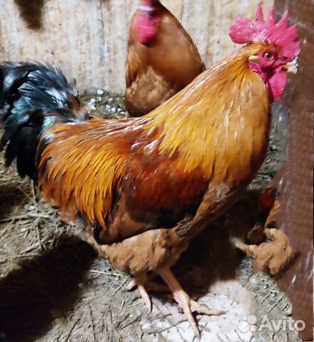 Петух кучинский