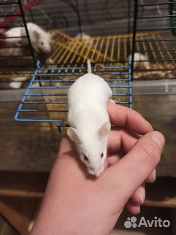 Декоративные мыши