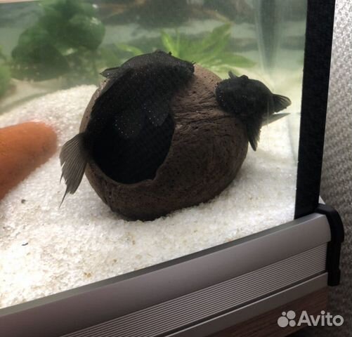 Кокосы и трубки