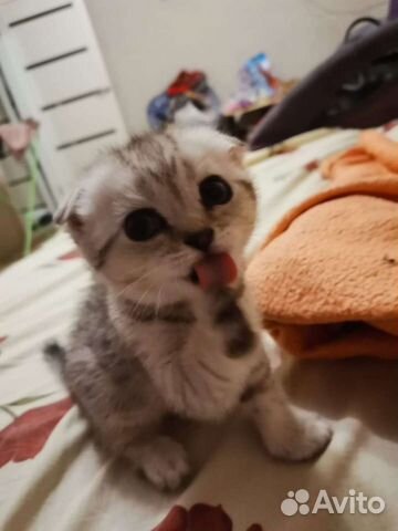 Шотландские вислоухие котята