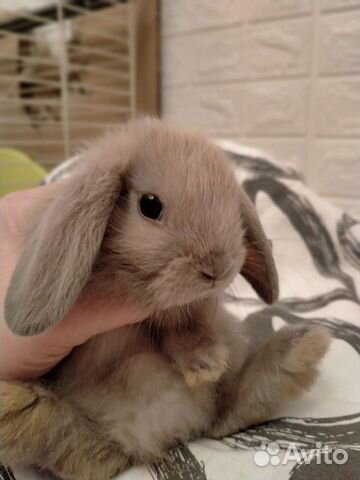 Малышка шоколадная вислоушка