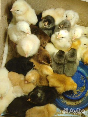 Цыпленок суточный