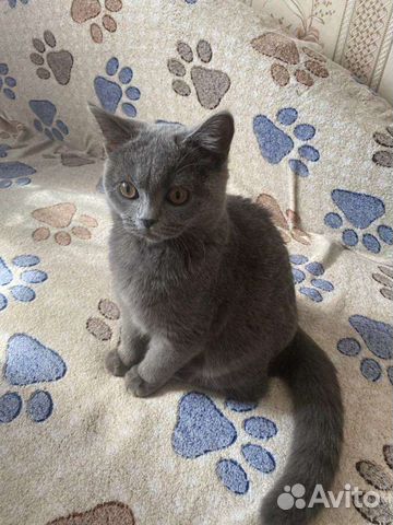 Кошка на вязку