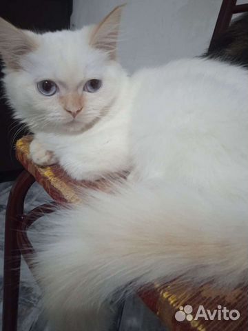 Котенок в дар