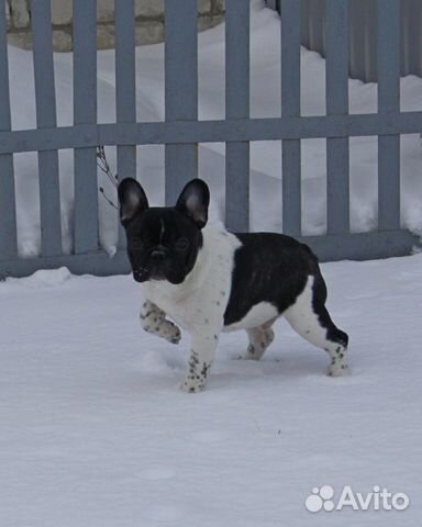 Щенки французского бульдога