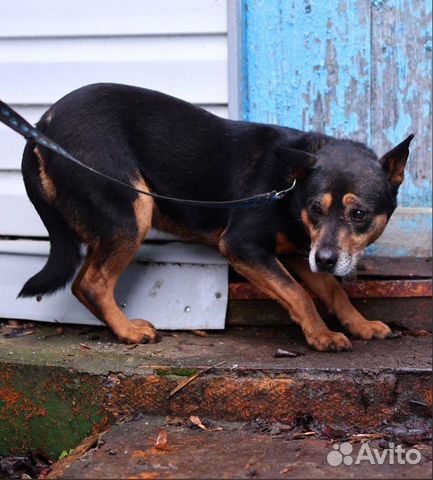 Обреченная Мушка очень ждет семью