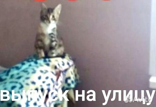 Котёнку полосатому грозит улица