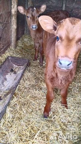 Месячные телята