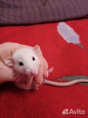 Крысята Дамбо