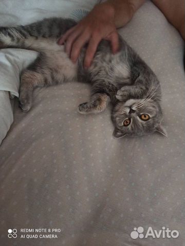 Британская кошка