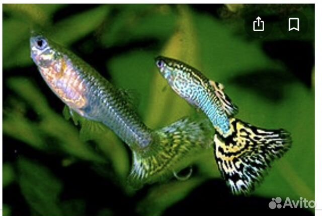 Аквариум и рыбки гупи много