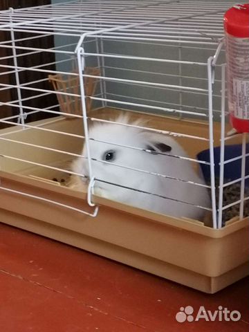 Продам декоративного кролика