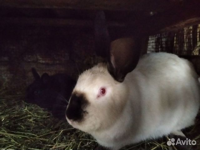 Молодняк кролей
