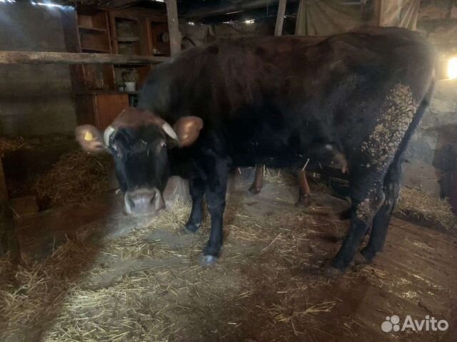 Корова дойная