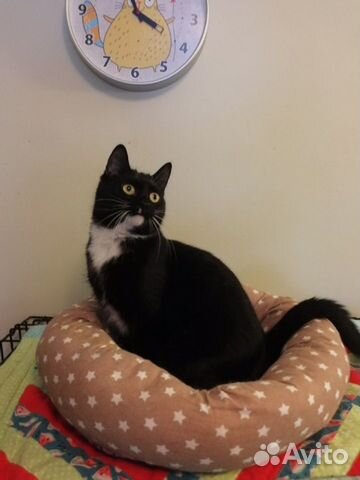 Ласковая, черно-белая красотка