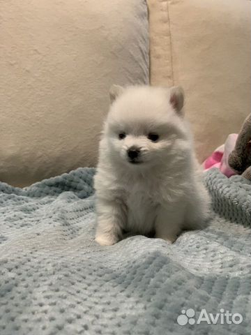 Немецкий шпиц