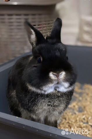 Кролик карликовый породистый