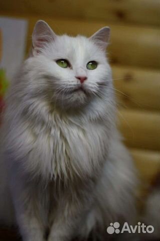 Безумно ласковая Снежинка