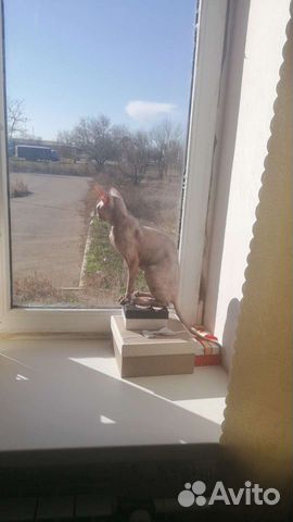 Донской сфинкс