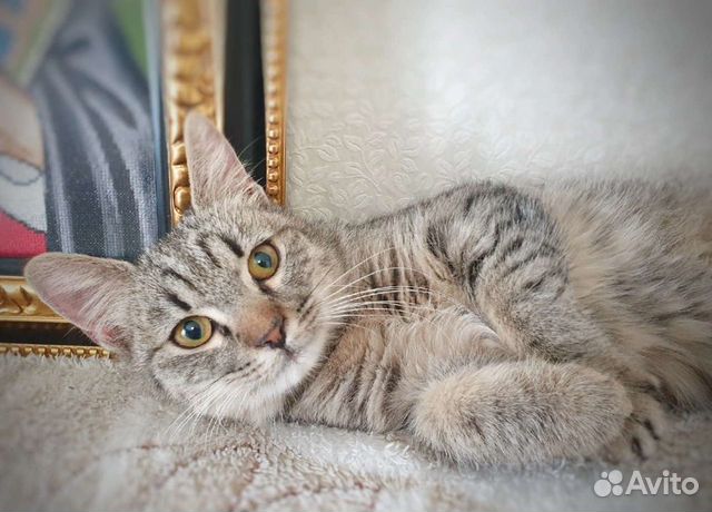 Мурчащее счастье для вас