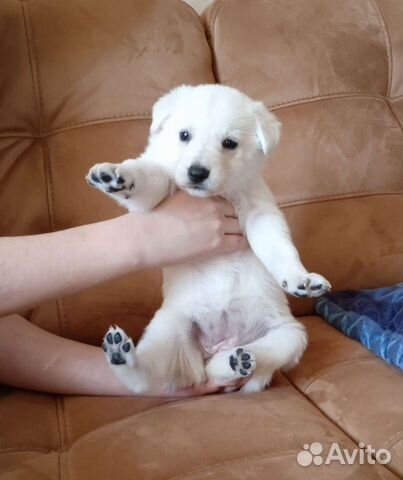 Шенки бшо