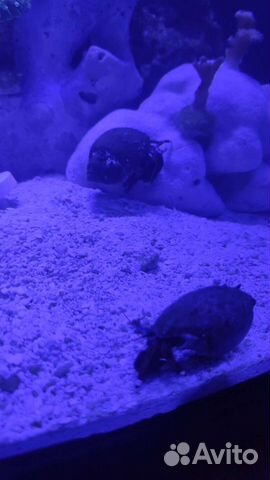 Рак отшельник