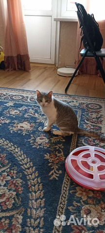 Котёнок девочка