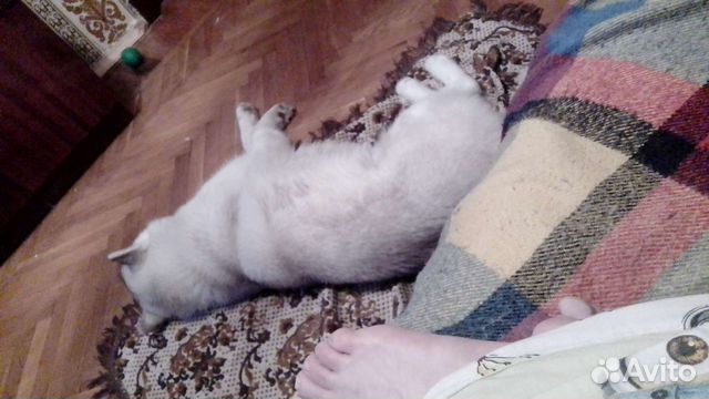 Отдам в добрые руки хаски мальчик возраст один год