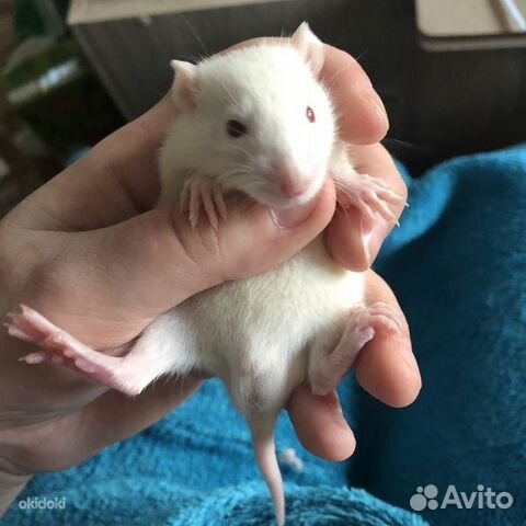 Крыса альбинос