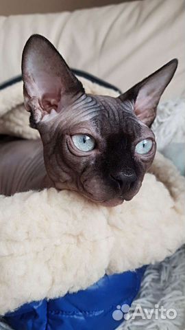 Вязка сфинкс