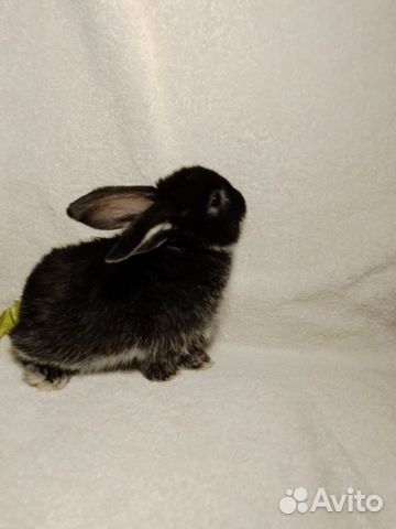 Кролики ангорские