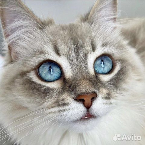 Кошка cotorebenokragdoll
