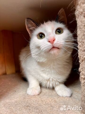 Кошечка Кэти 1,5 года