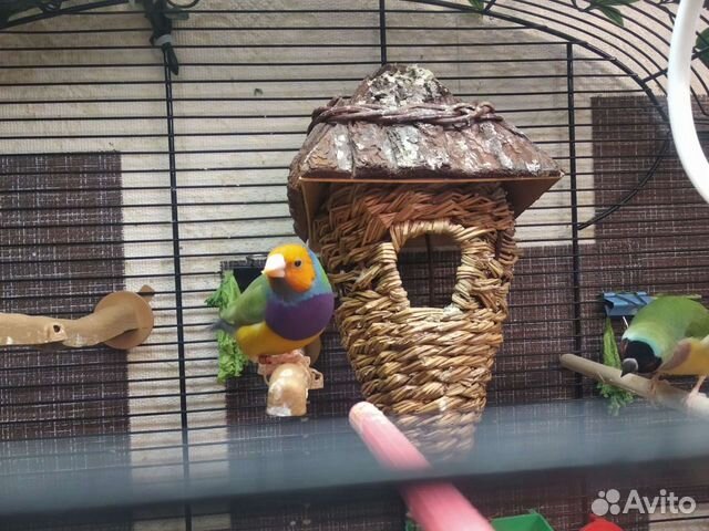 Амадины гульда(молодняк)