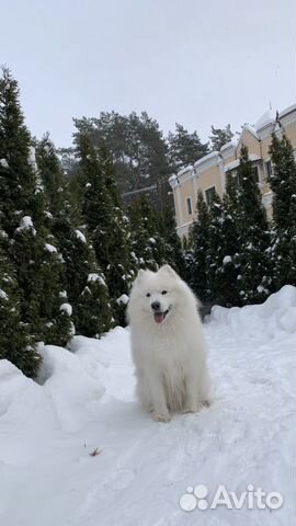 Самоед кабель вязка приедем сами