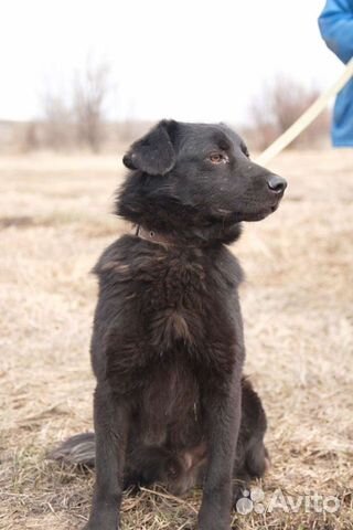 Небольшой мальчик Гром ждёт хозяина