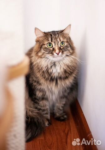Черепаховая пушистая кошка