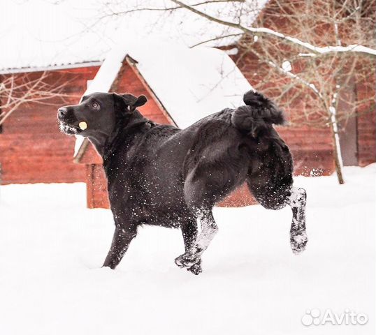 Василиса метис лабрадора в добрые руки