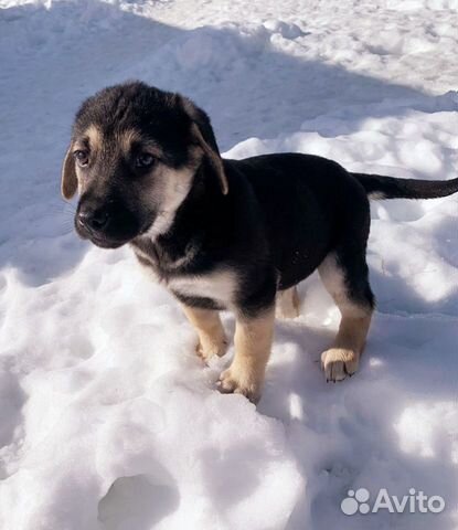 Щенок из приюта ждет свою семью